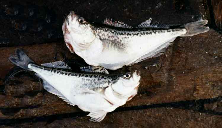 Trichodon trichodon (Tilesius, 1813)